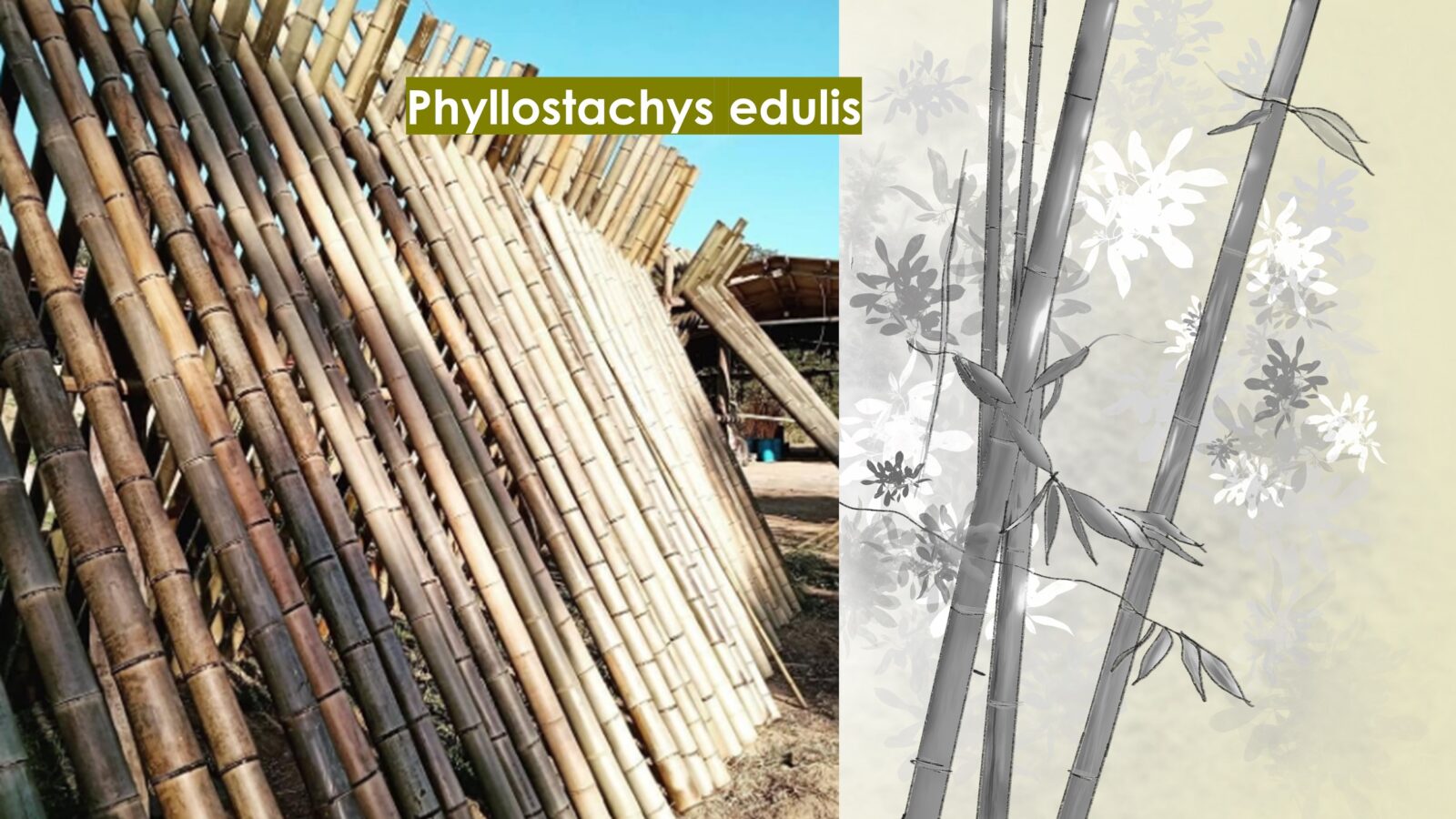 Bambu na Construção Civil: Inovação e Sustentabilidade ...